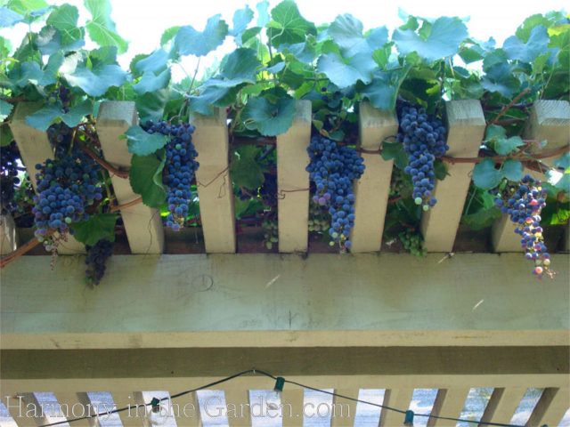 I'm in love with my Roger's Red grapevine - Harmony in the Garden