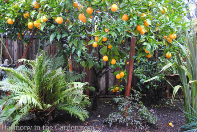 Meet Frankenstein, my wind-damaged orange tree - Harmony in the Garden