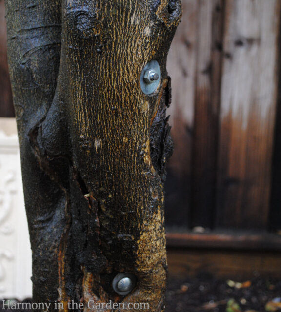 Meet Frankenstein, my wind-damaged orange tree - Harmony in the Garden