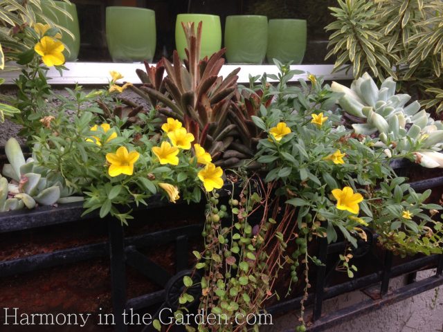 One Window Box for Four Seasons - Harmony in the Garden