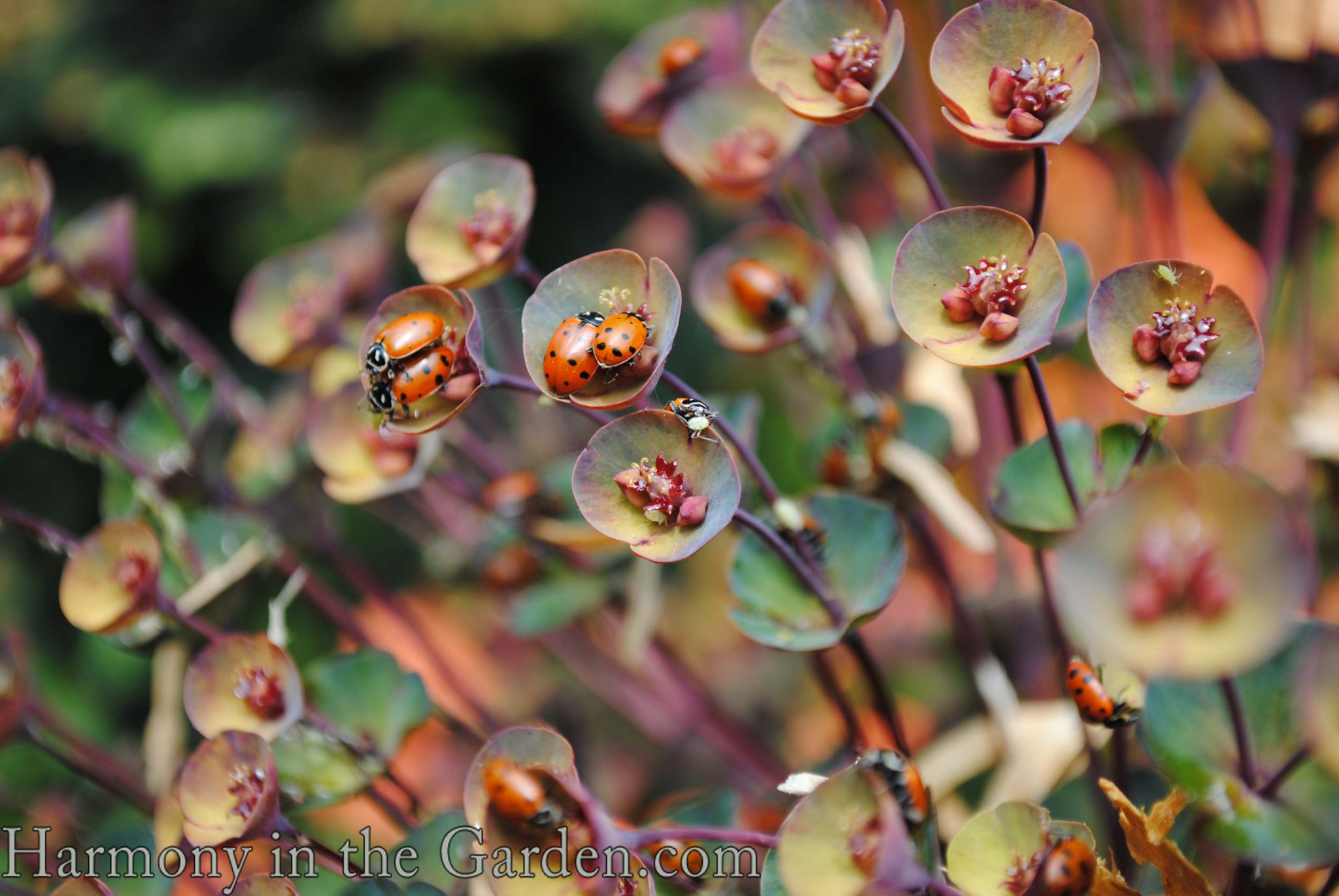 Euphorbia Euphoria - Harmony in the Garden