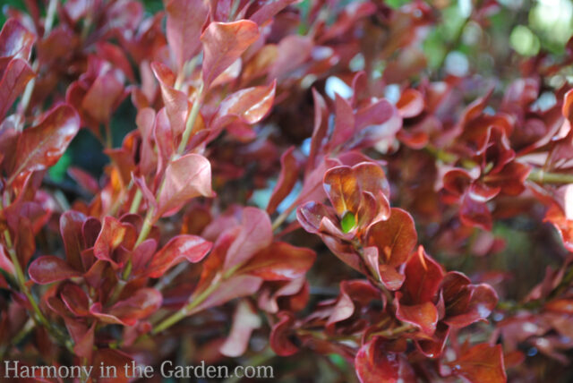 Captivating Coprosmas - Harmony in the Garden