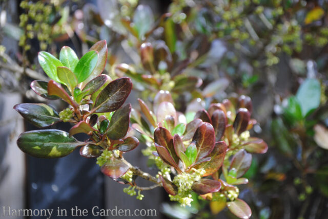 Captivating Coprosmas - Harmony in the Garden