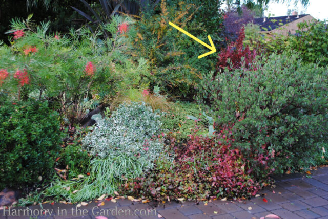 Captivating Coprosmas - Harmony in the Garden