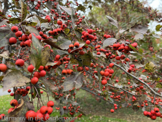Winter berries in the garden - Harmony in the Garden