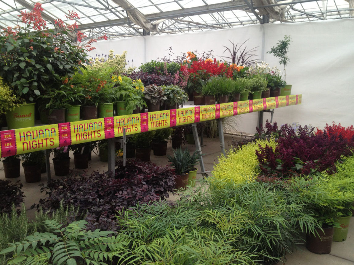 Designing a garden for Sunset magazine. No pressure! - Harmony in the ...