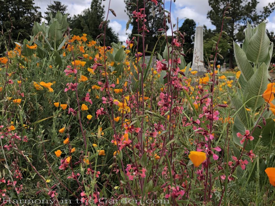 The Sacramento Historic Cemetery's Native, Perennial, & Rose Gardens ...