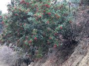 Gardening on Steep Slopes - Harmony in the Garden