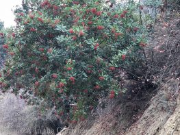Gardening on Steep Slopes - Harmony in the Garden