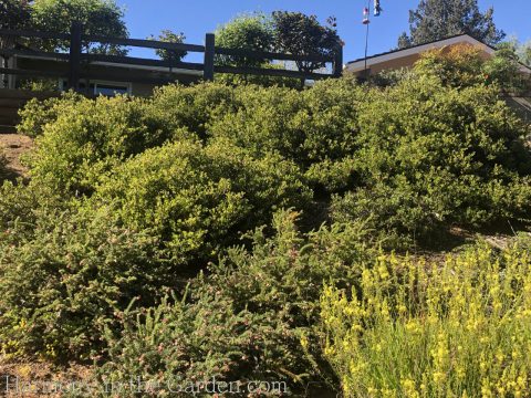 Gardening on Steep Slopes - Harmony in the Garden