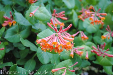 Mixing flowers with succulents in Debra Lee Baldwin's garden - Harmony ...