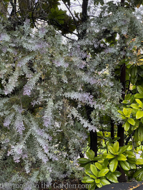 Glaucous & Purple – a color combo that adds some ‘oomph’ to your garden ...