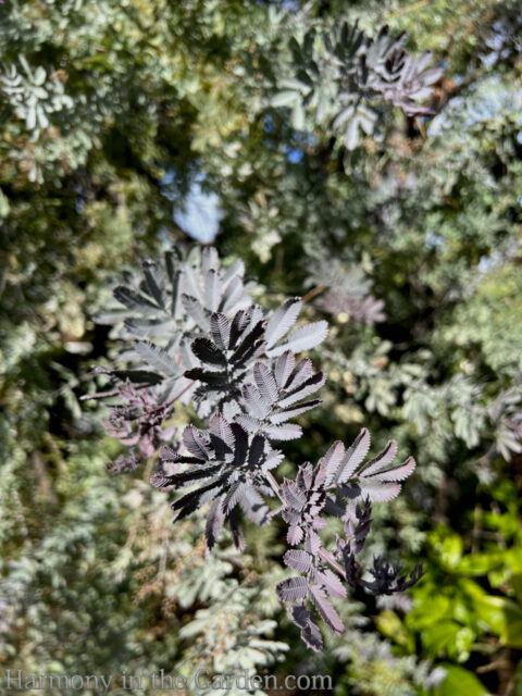 Glaucous & Purple – a color combo that adds some ‘oomph’ to your garden ...