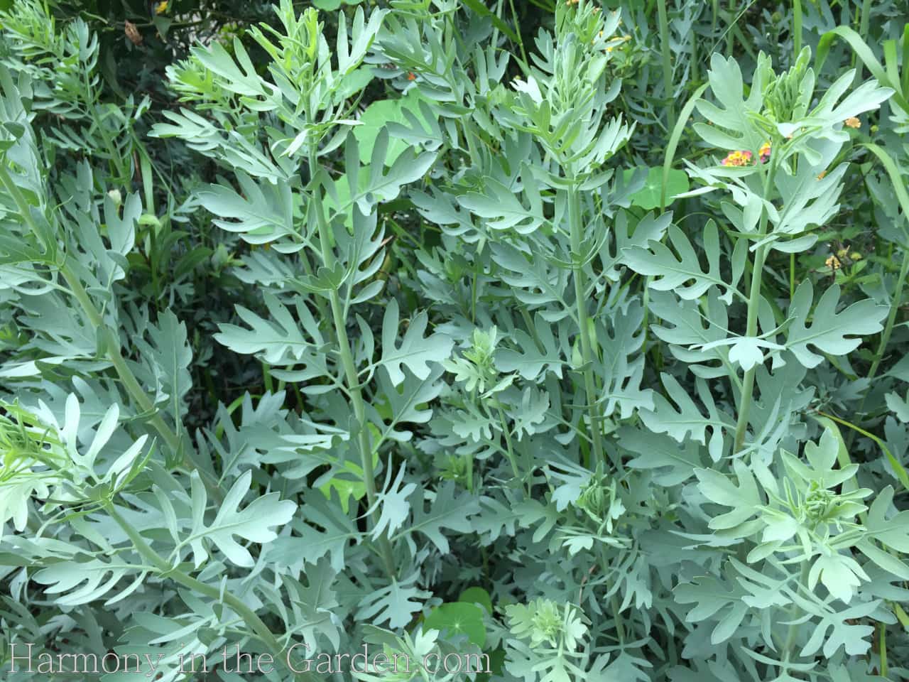 Glaucous & Purple – a color combo that adds some ‘oomph’ to your garden ...