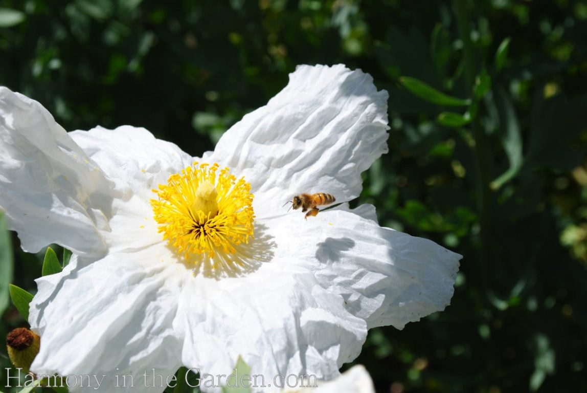 Glaucous & Purple – a color combo that adds some ‘oomph’ to your garden ...