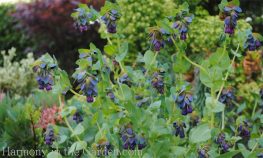 Glaucous & Purple – a color combo that adds some ‘oomph’ to your garden ...