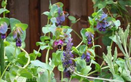 Glaucous & Purple – a color combo that adds some ‘oomph’ to your garden ...