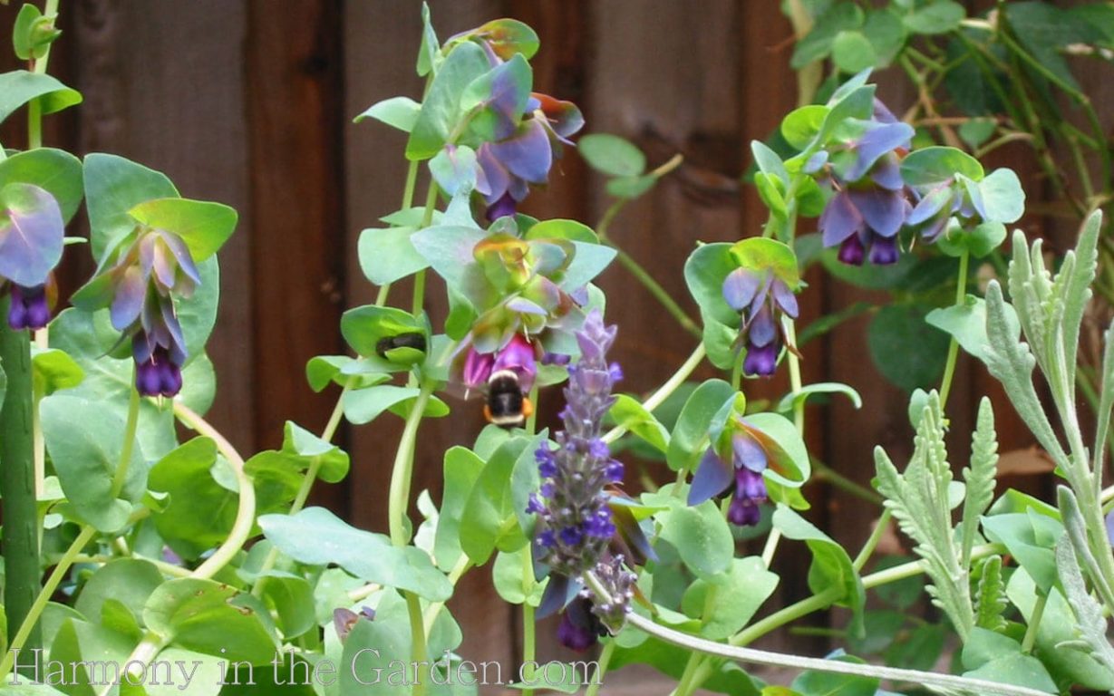 Glaucous & Purple – a color combo that adds some ‘oomph’ to your garden ...