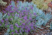 Glaucous & Purple – a color combo that adds some ‘oomph’ to your garden ...