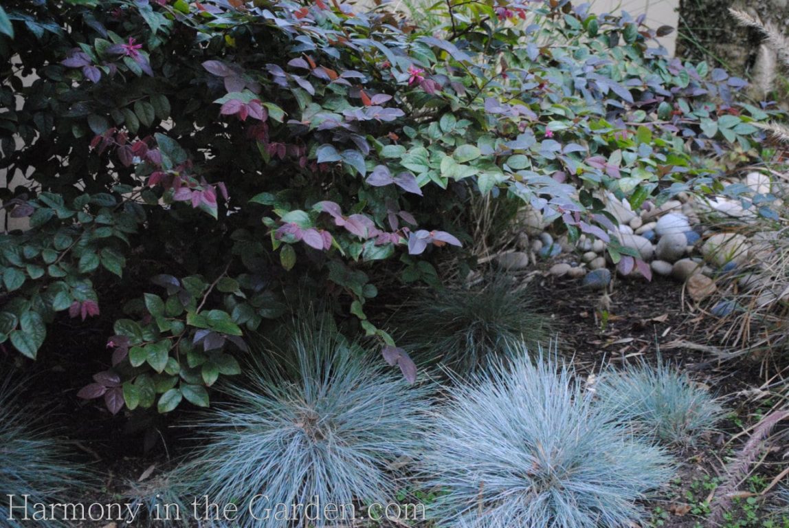 Glaucous & Purple – a color combo that adds some ‘oomph’ to your garden ...