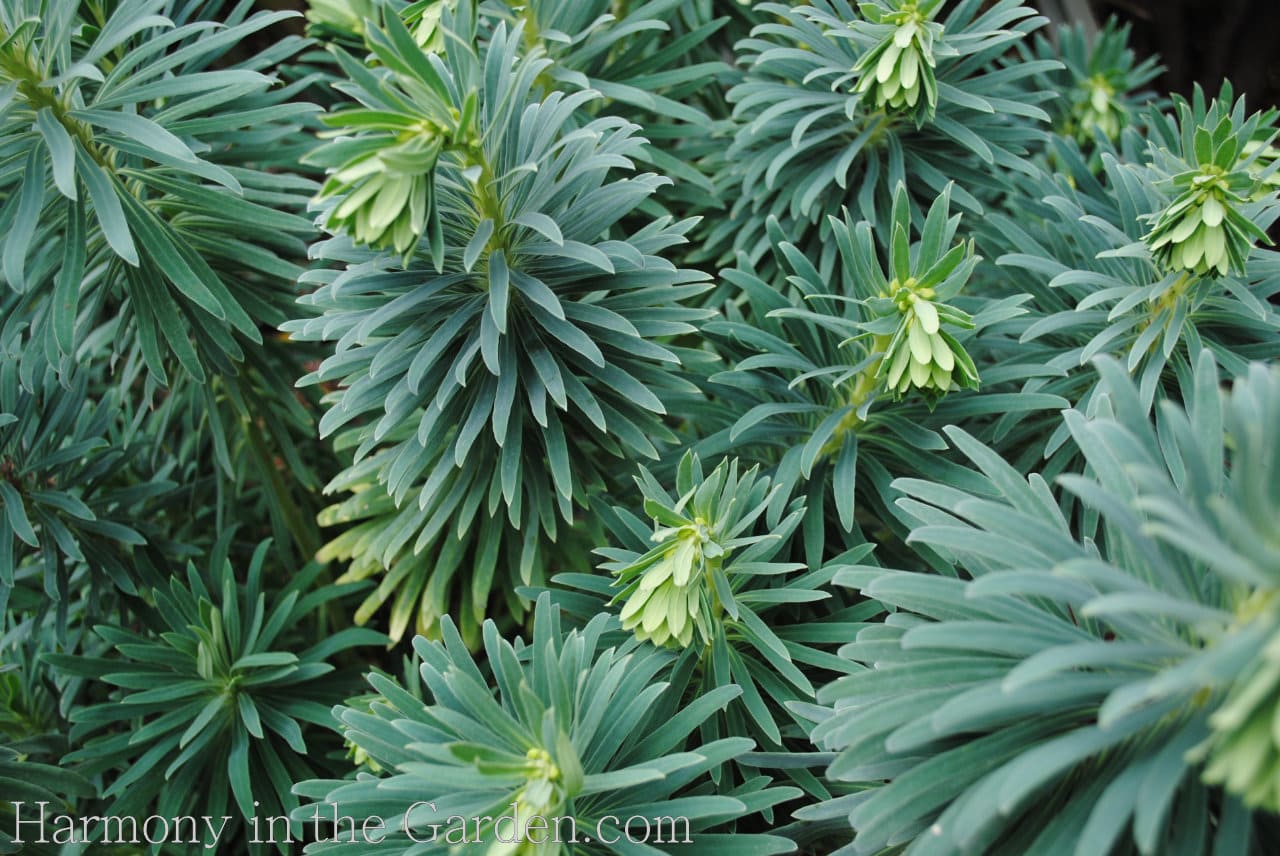 Glaucous & Purple – a color combo that adds some ‘oomph’ to your garden ...