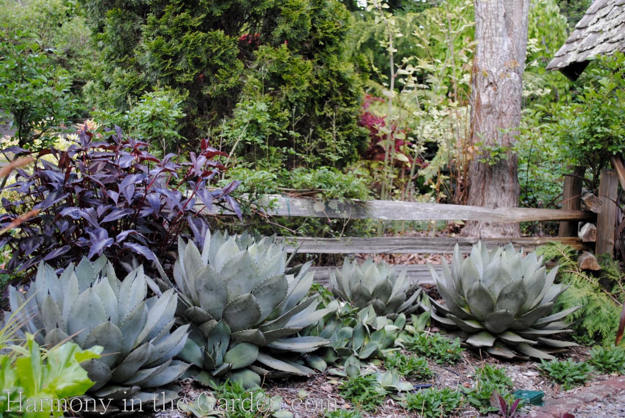 Glaucous & Purple – a color combo that adds some ‘oomph’ to your garden ...