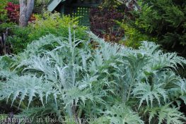 Glaucous & Purple – a color combo that adds some ‘oomph’ to your garden ...