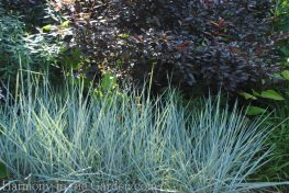 Glaucous & Purple – a color combo that adds some ‘oomph’ to your garden ...