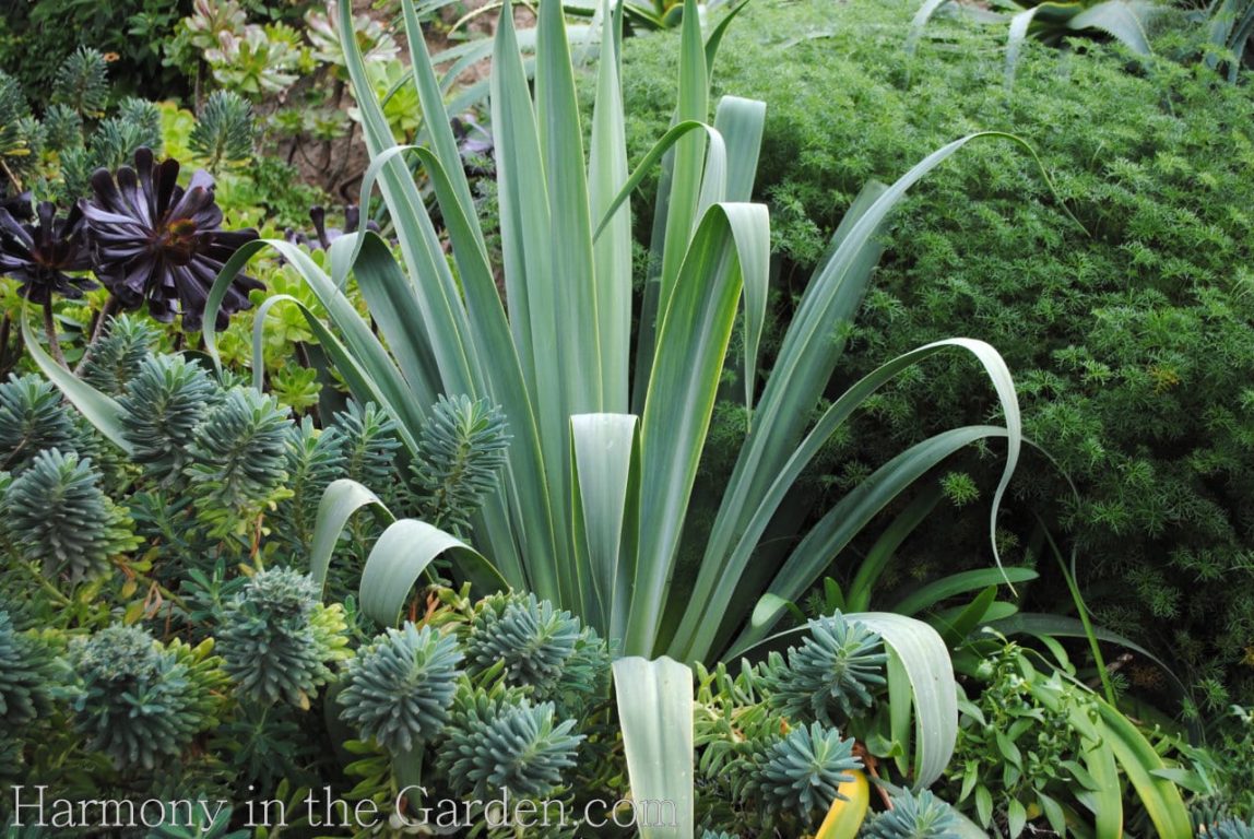Glaucous & Purple – a color combo that adds some ‘oomph’ to your garden ...