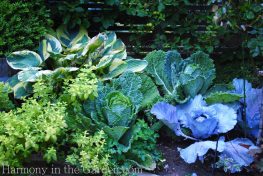 Glaucous & Purple – a color combo that adds some ‘oomph’ to your garden ...