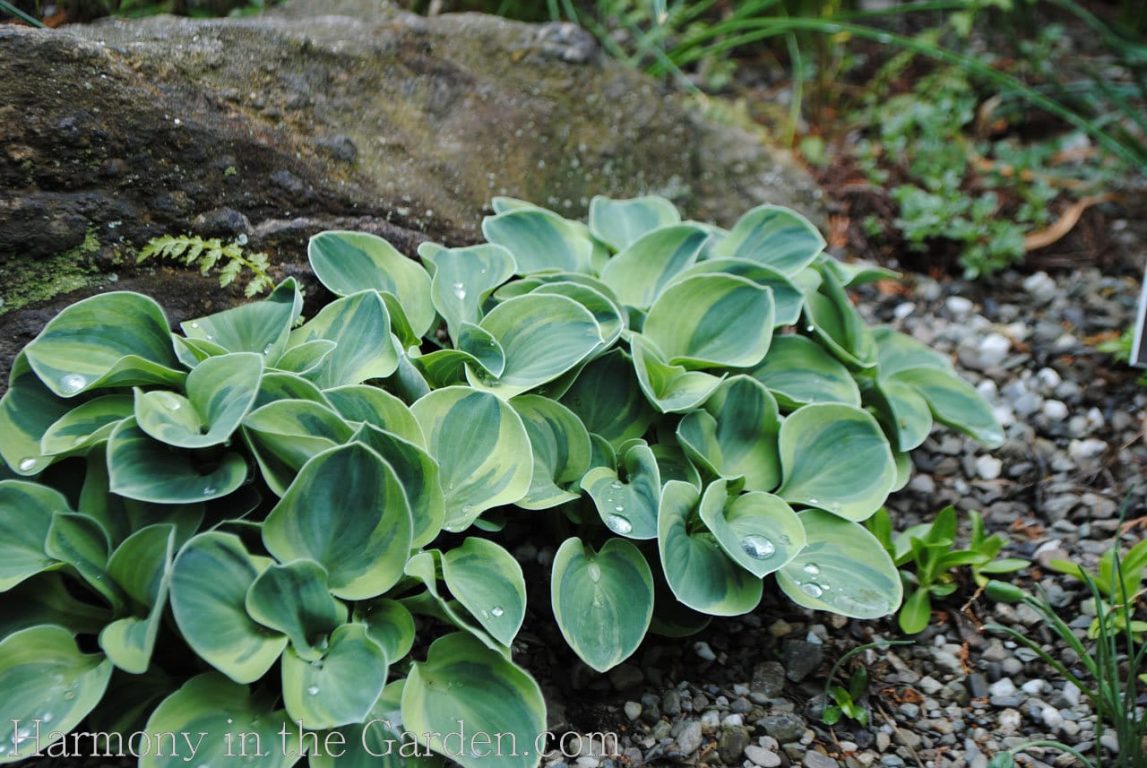 Glaucous & Purple – a color combo that adds some ‘oomph’ to your garden ...