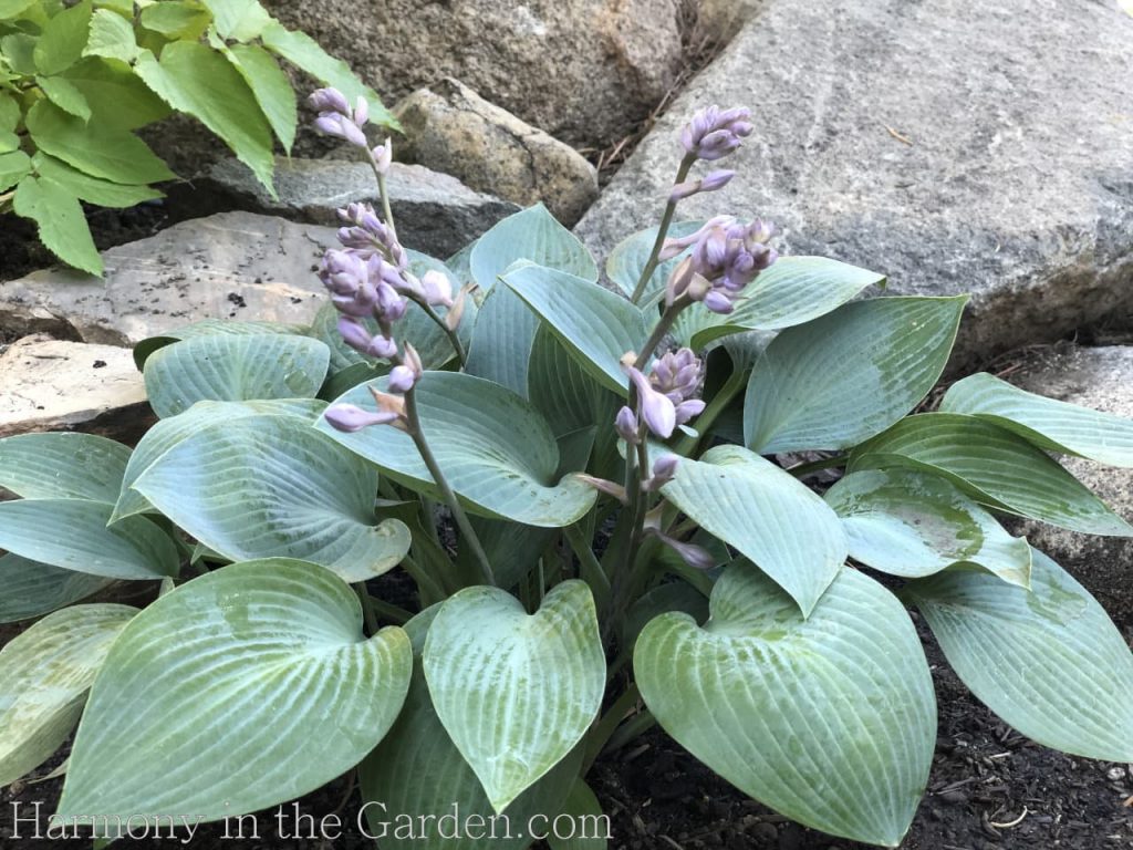 Glaucous & Purple – a color combo that adds some ‘oomph’ to your garden ...