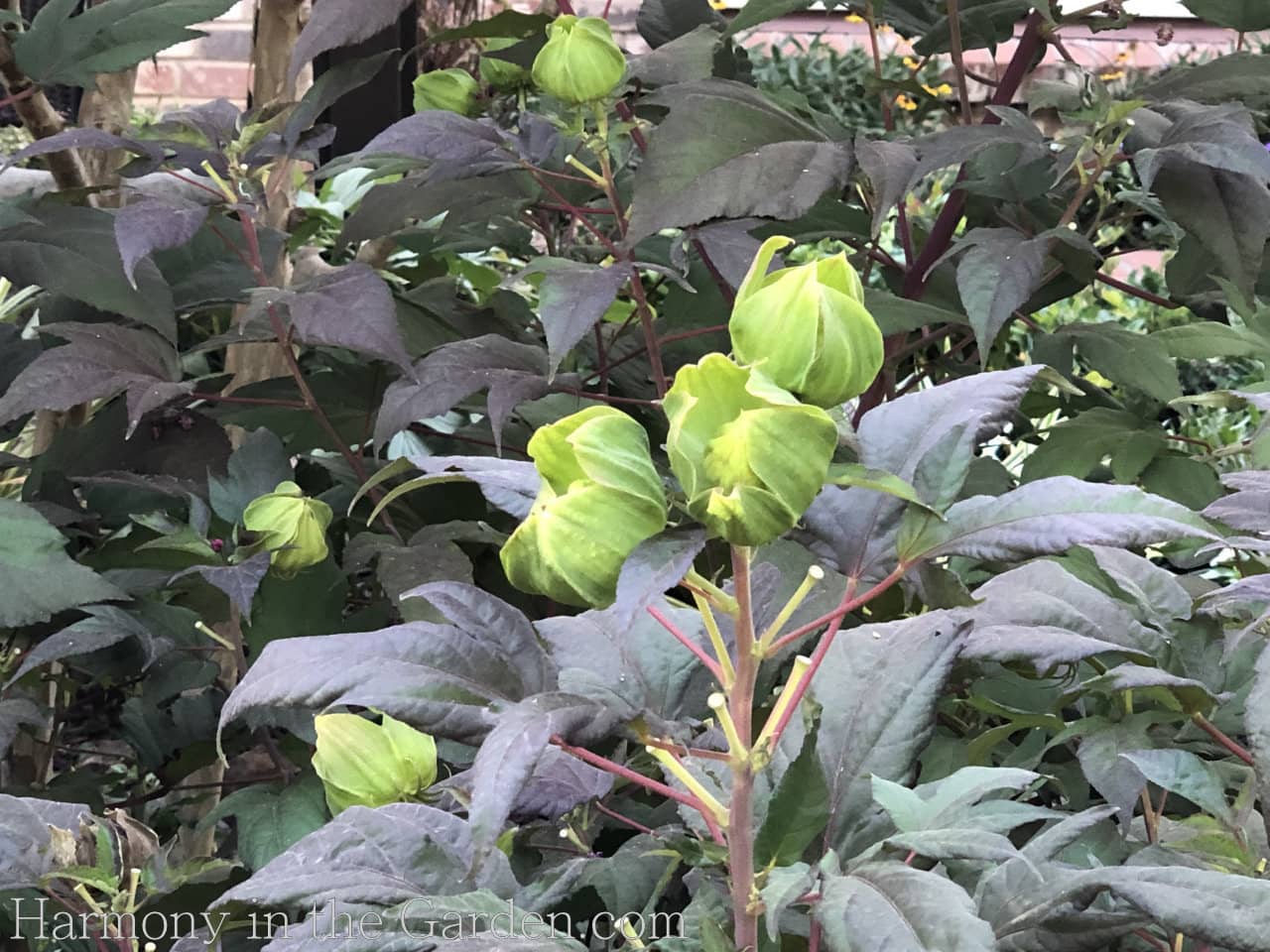 Glaucous & Purple – a color combo that adds some ‘oomph’ to your garden ...