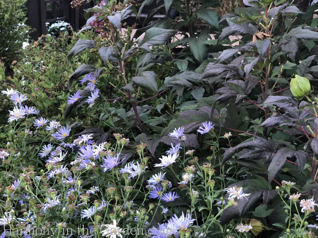 Glaucous & Purple – a color combo that adds some ‘oomph’ to your garden ...