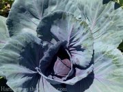 Glaucous & Purple – a color combo that adds some ‘oomph’ to your garden ...