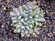 Glaucous & Purple – a color combo that adds some ‘oomph’ to your garden ...