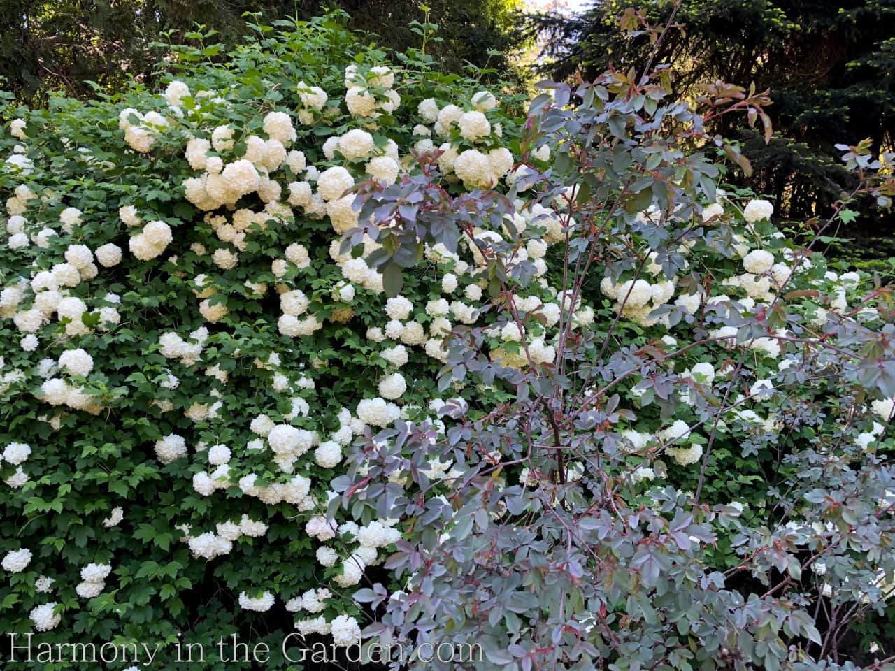 Glaucous & Purple – a color combo that adds some ‘oomph’ to your garden ...