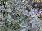 Glaucous & Purple – a color combo that adds some ‘oomph’ to your garden ...