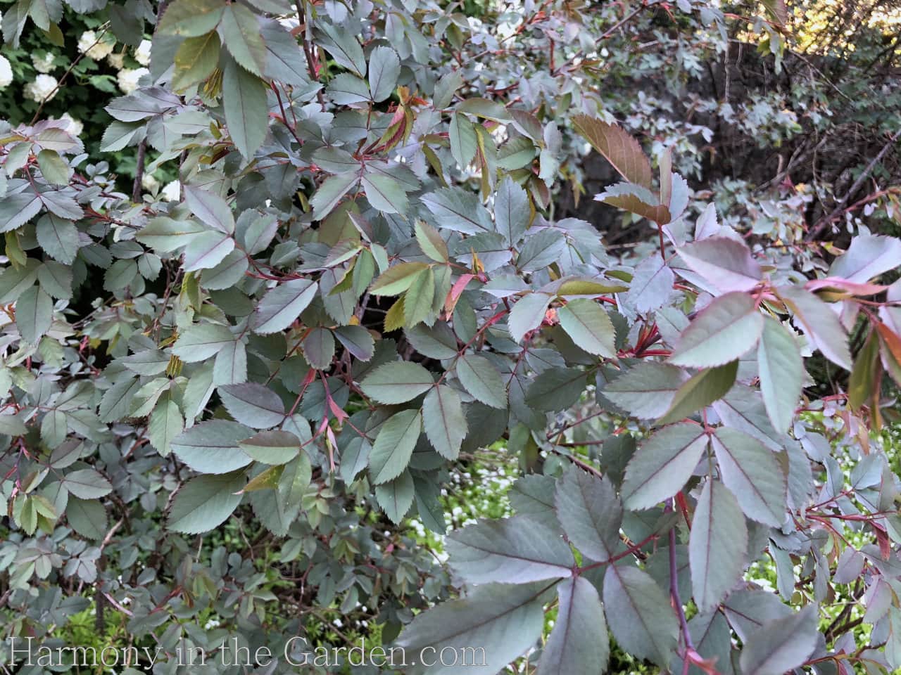 Glaucous & Purple – a color combo that adds some ‘oomph’ to your garden ...