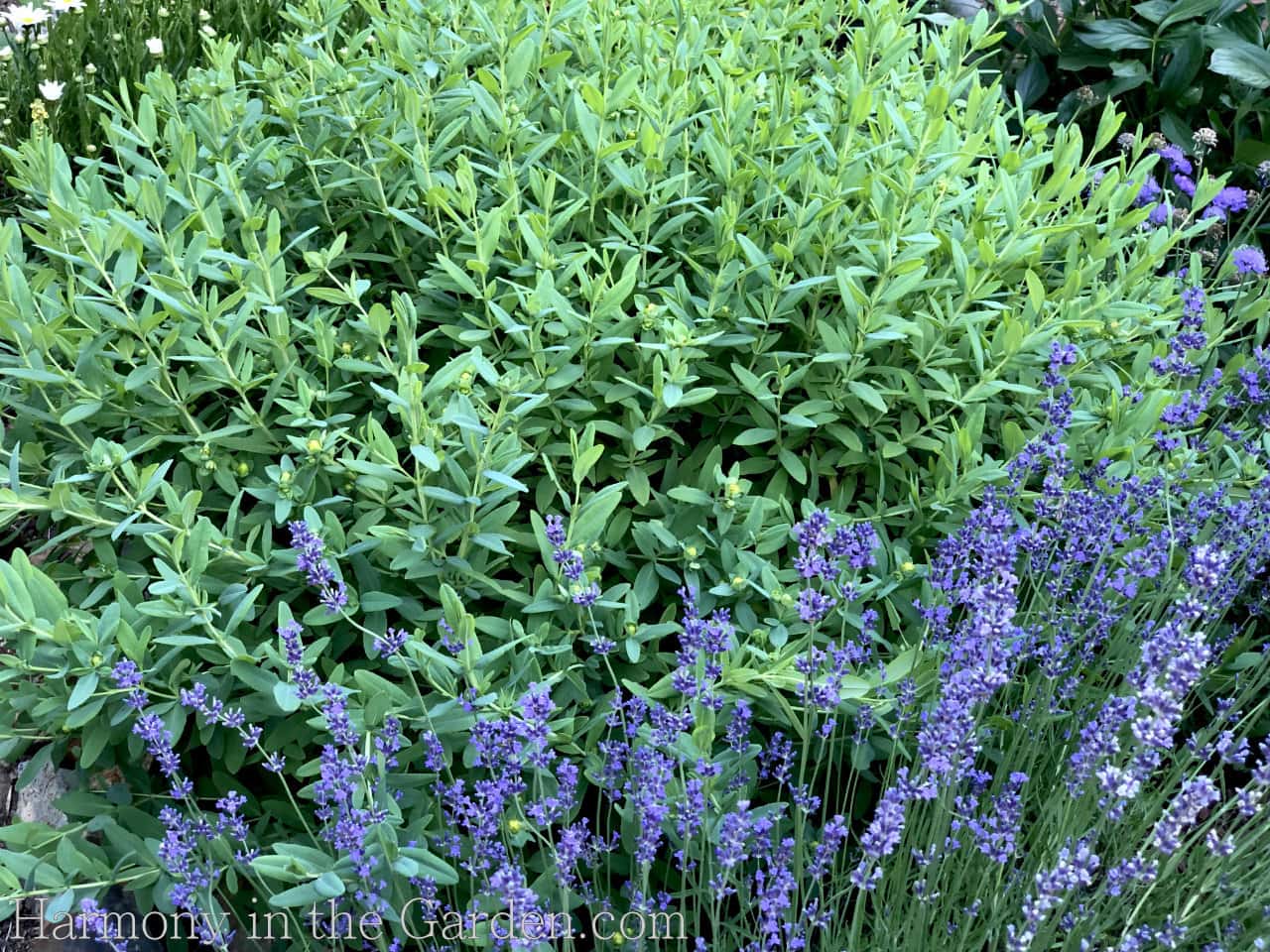 Glaucous & Purple – a color combo that adds some ‘oomph’ to your garden ...