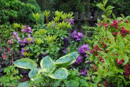 Glaucous & Purple – a color combo that adds some ‘oomph’ to your garden ...