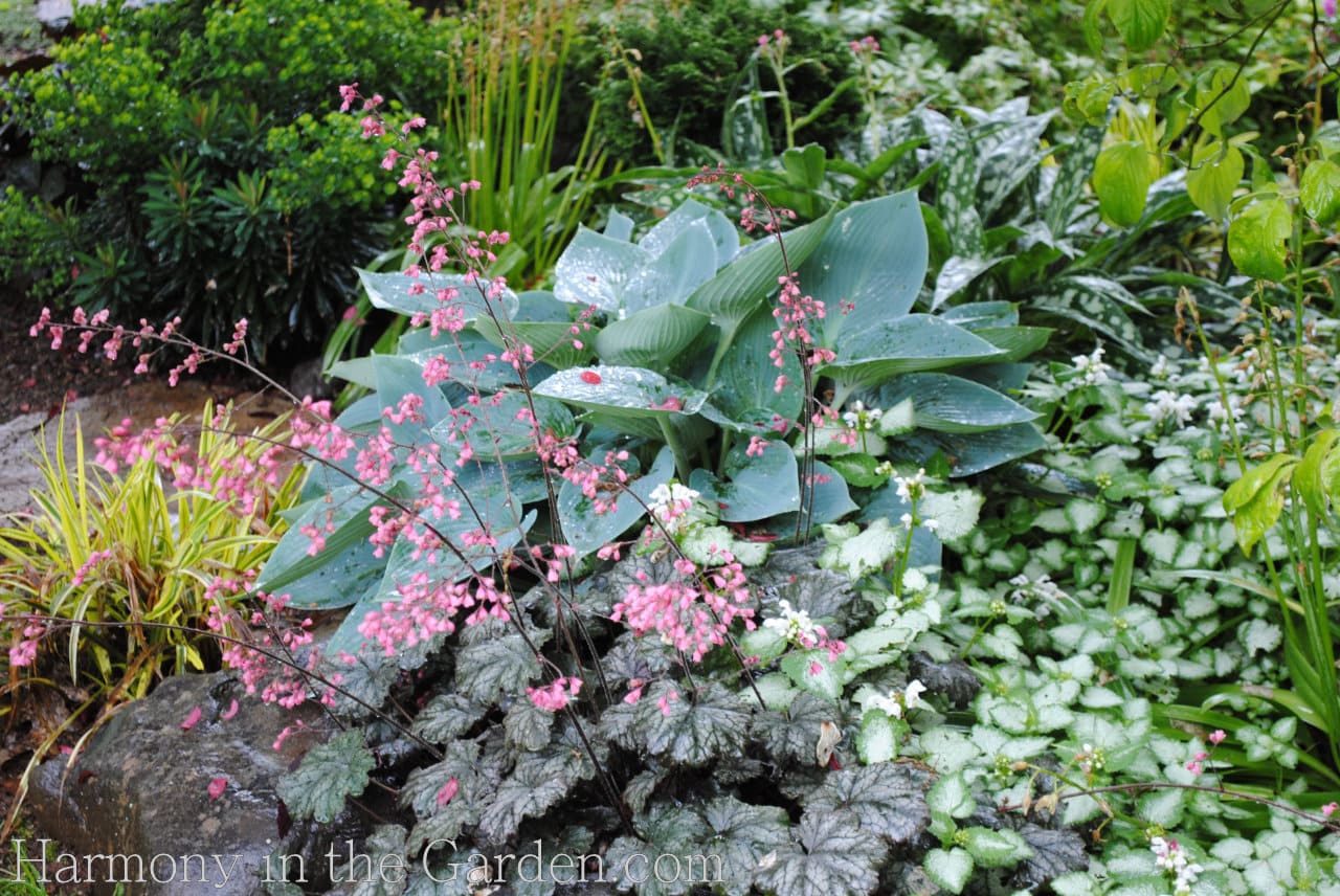 Glaucous & Purple – a color combo that adds some ‘oomph’ to your garden ...