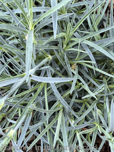 Glaucous & Purple – a color combo that adds some ‘oomph’ to your garden ...