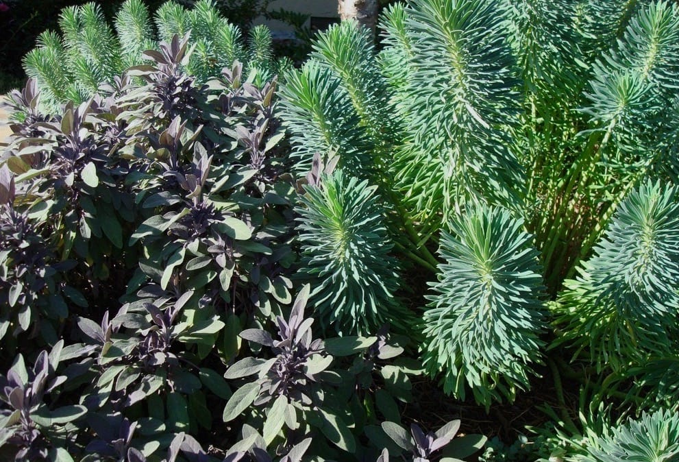 Glaucous & Purple – a color combo that adds some ‘oomph’ to your garden ...