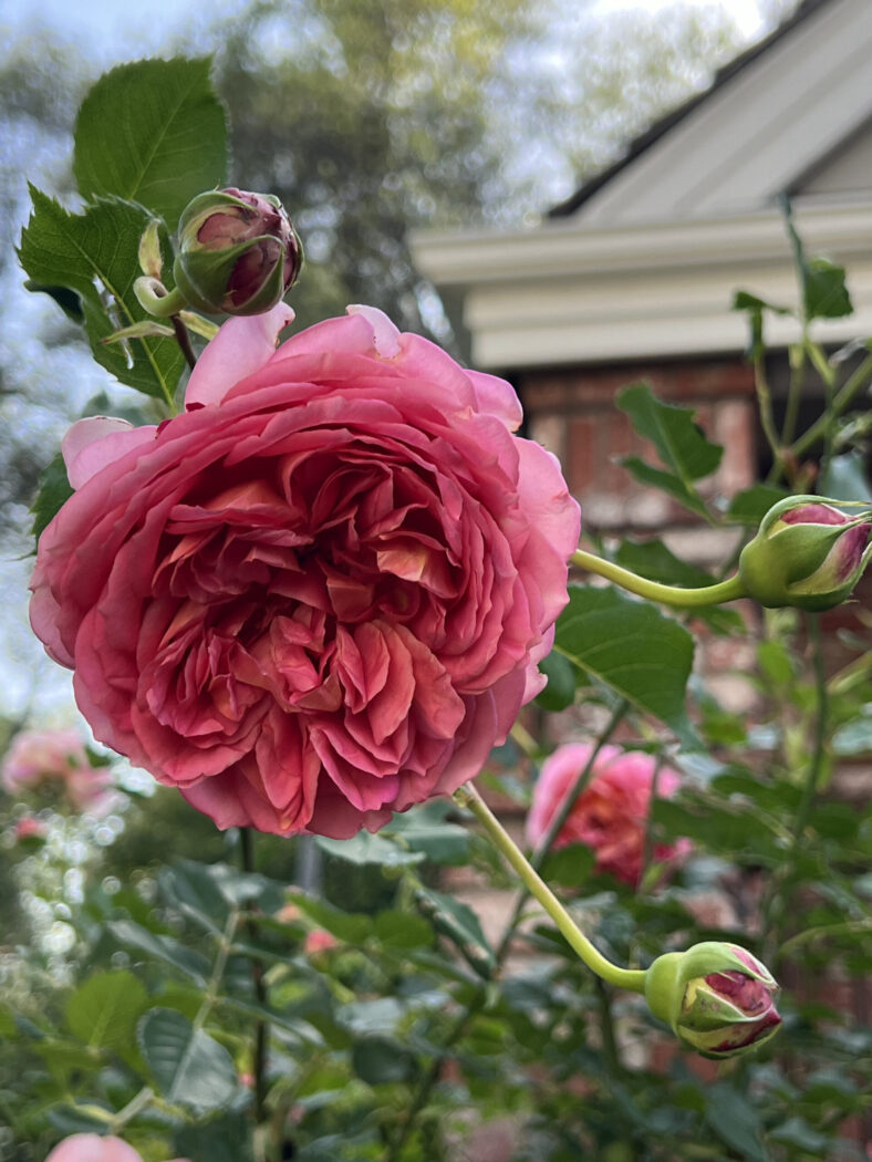 Planning and Planting the Roses in My Garden - Harmony in the Garden