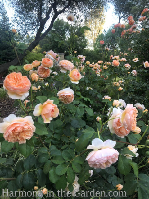 Planning and Planting the Roses in My Garden - Harmony in the Garden