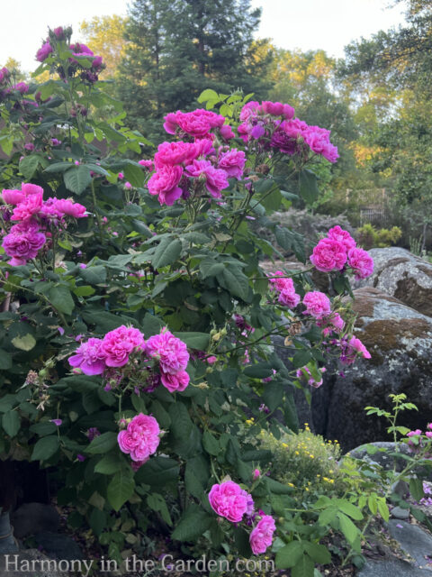 Planning and Planting the Roses in My Garden - Harmony in the Garden