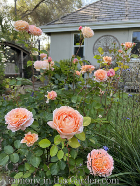 Planning and Planting the Roses in My Garden - Harmony in the Garden