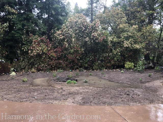 Creating a Rain Garden – Before & After - Harmony in the Garden