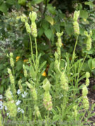 Lavenders for All Four Seasons: Varieties That Shine Year-Round